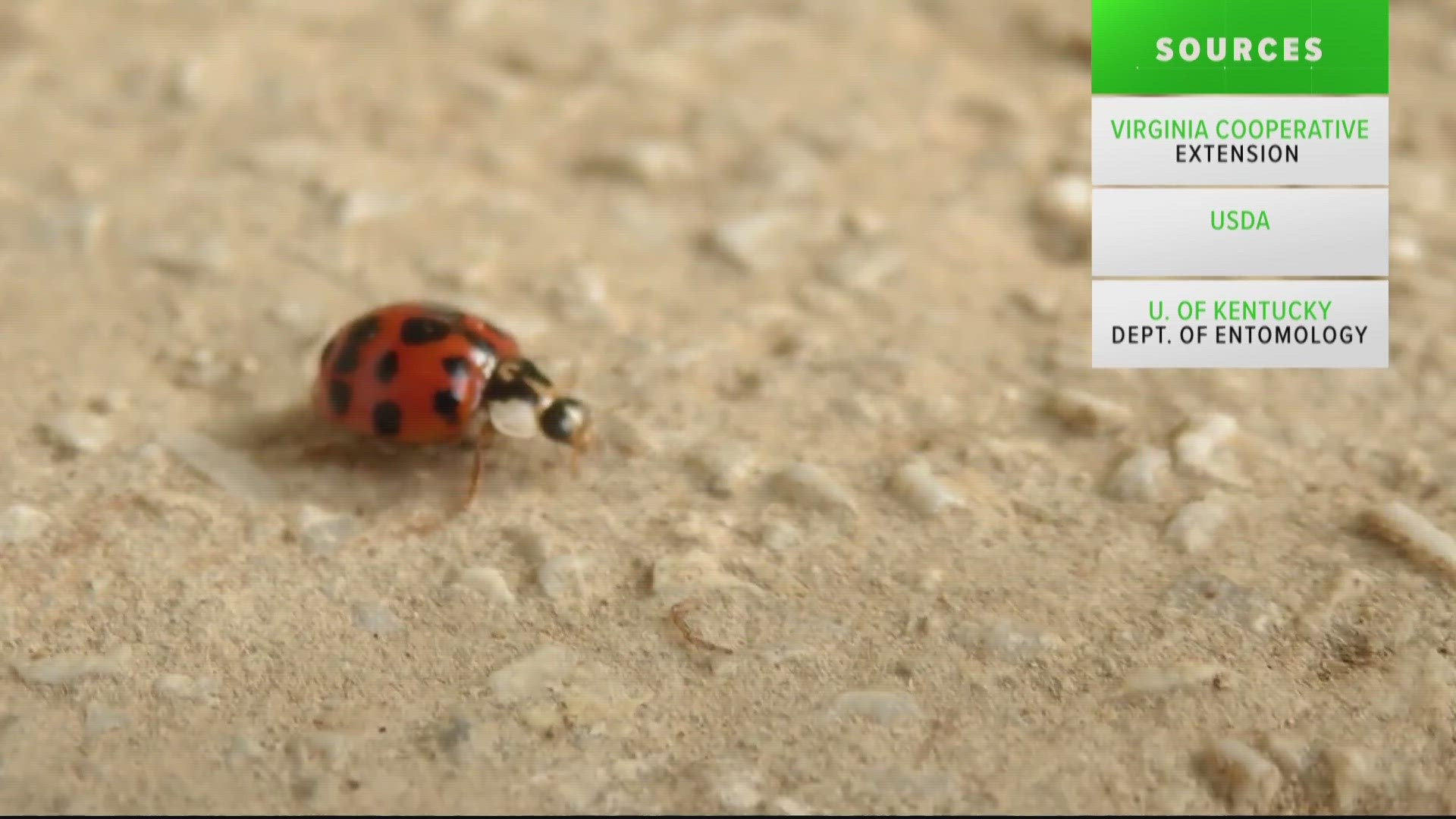 Is this the time of year when ladybugs start coming into our home ...