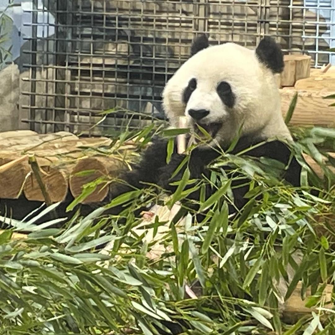 'Giant Panda Cam' back online as Qing Bao and Bao Li return to public ...