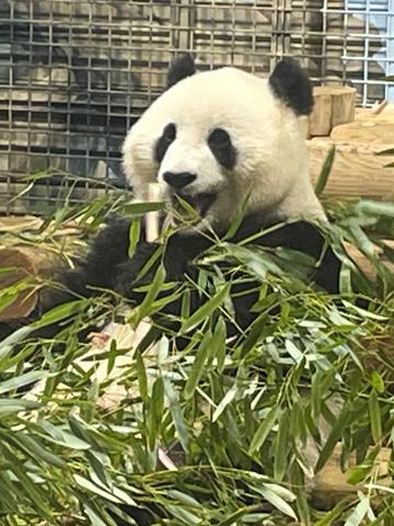 'Giant Panda Cam' back online as Qing Bao and Bao Li return to public ...