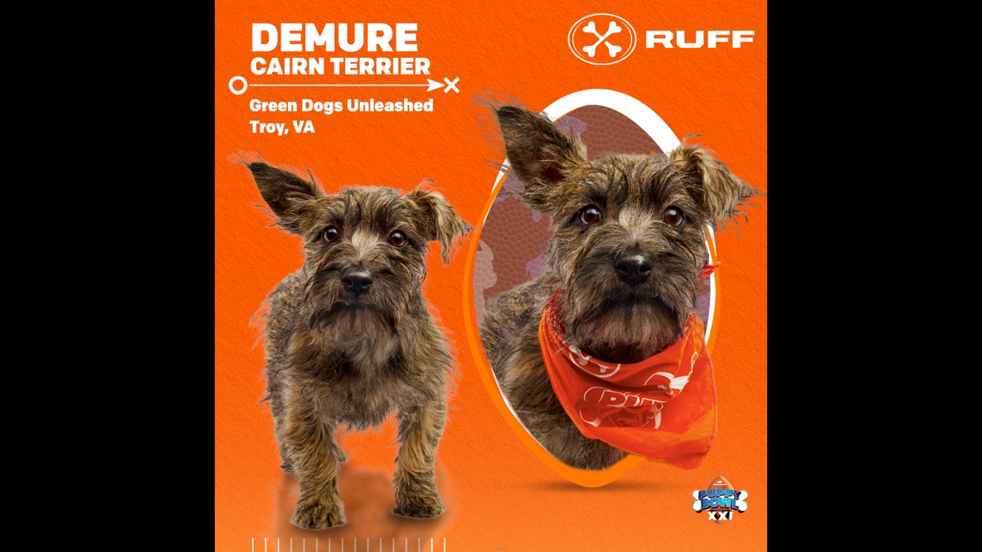 Player of Puppy Bowl XXI, super bowl, commanders, cute | wusa9.com