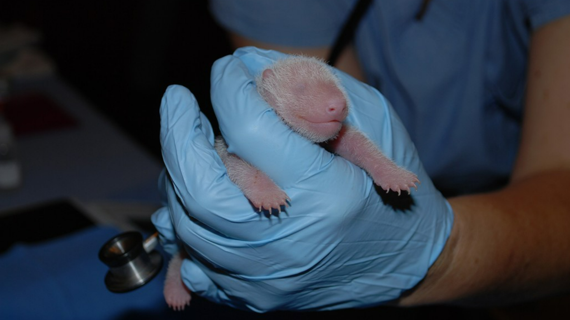 Revisiting panda history in Washington, DC | wusa9.com