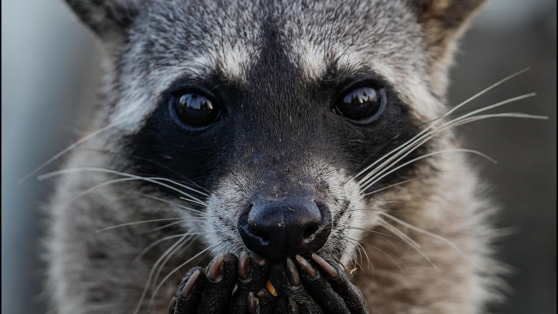 Husband charged with killing Christine Banfield and Joseph Ryan | wusa9.com