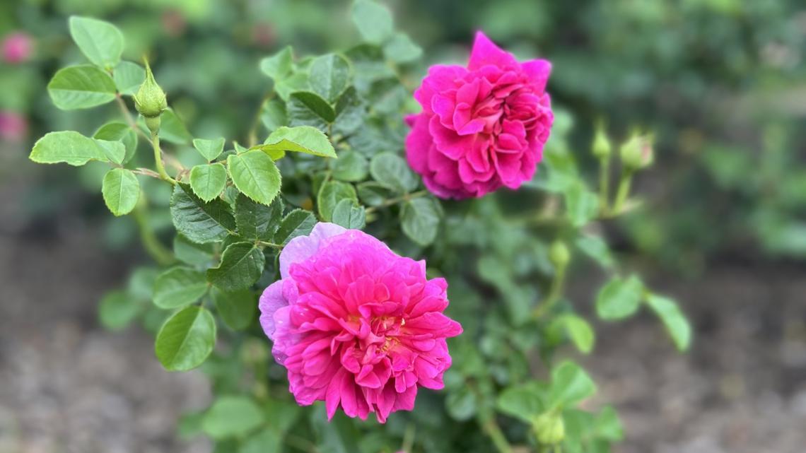 Grow vibrant roses: Tips for easy care and abundant blooms | wusa9.com