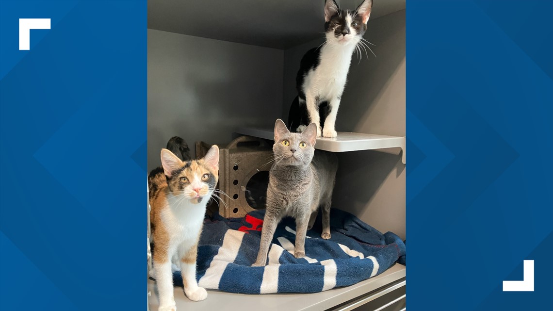40 cats are rescued, Virginia Court bans person from owning pets ...