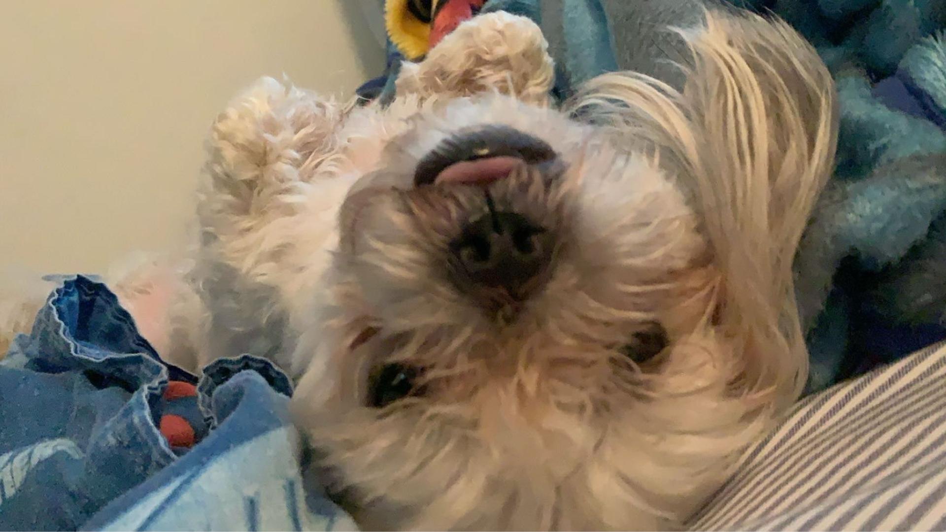 Video shows big dog runs off with Shih Tzu in it’s mouth | wusa9.com