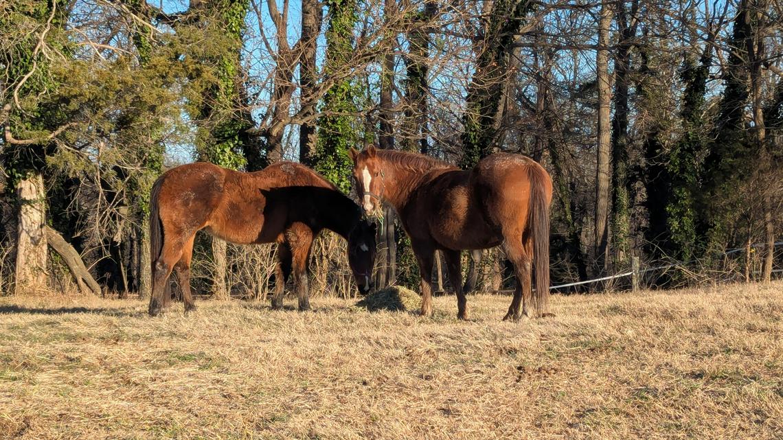 Police safely return two horse back to Alexandria stable after they ...