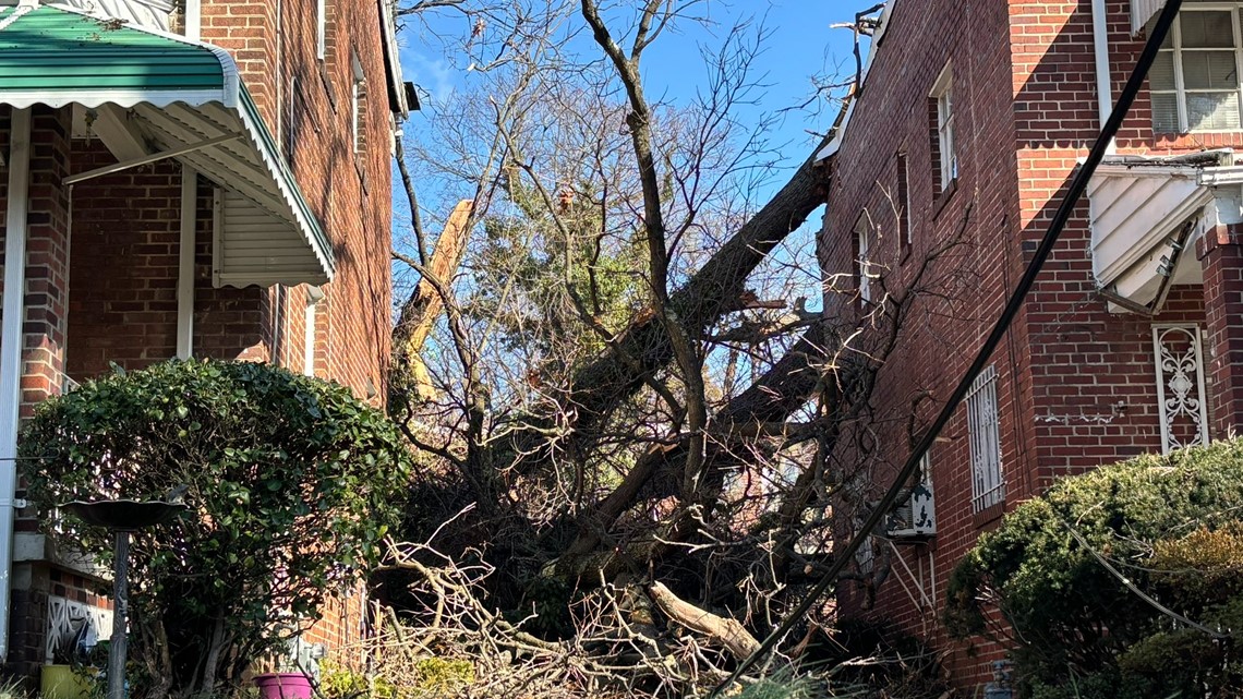 Tree falls in SE DC displacing residents | wusa9.com