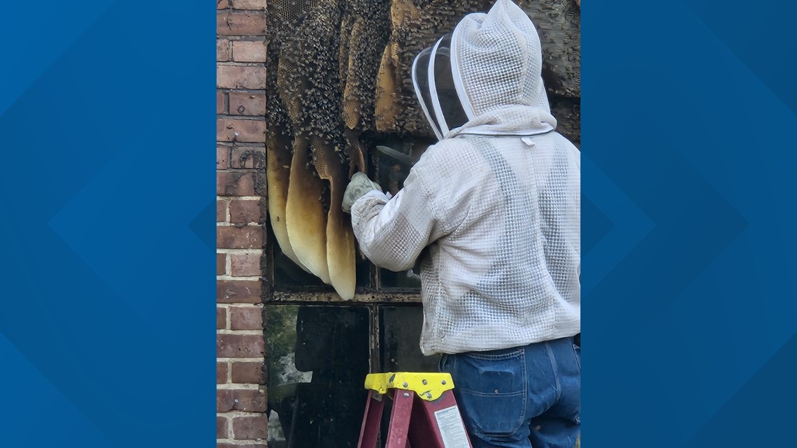 Bees rescued from Maryland construction project | wusa9.com