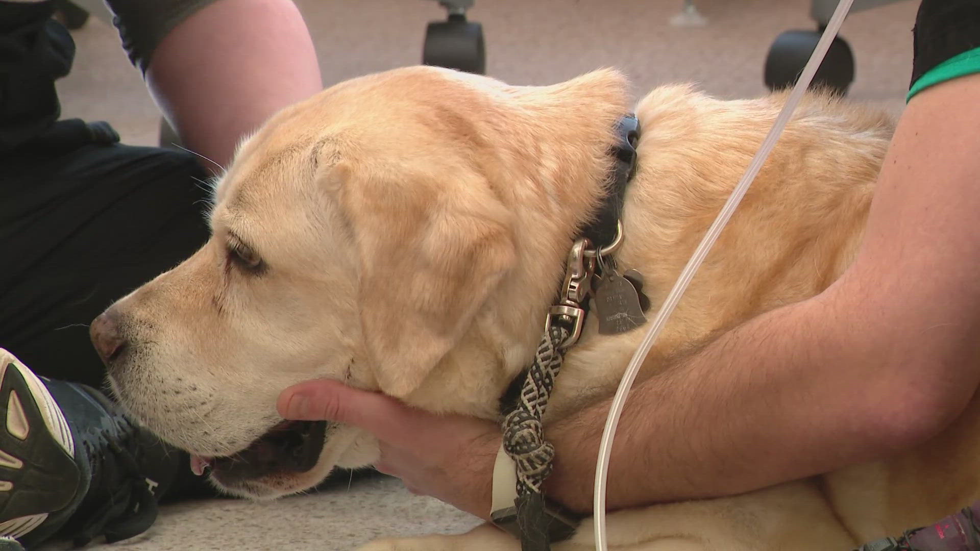 Animal hospital in Northwest DC waiving emergency exam fees to help ...
