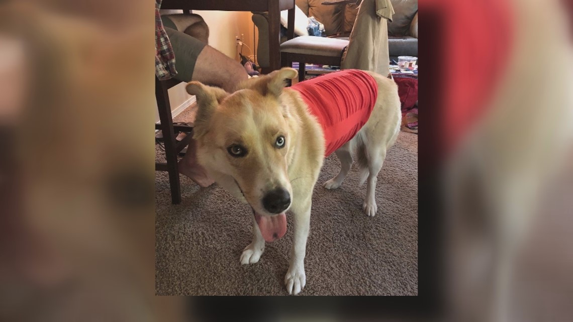 Stressed shelters brace for surge of pets scared of fireworks | wusa9.com