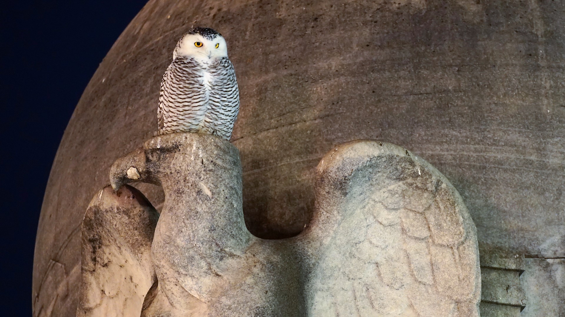Capitol Hill snowy owl attracts crowds in DC | wusa9.com