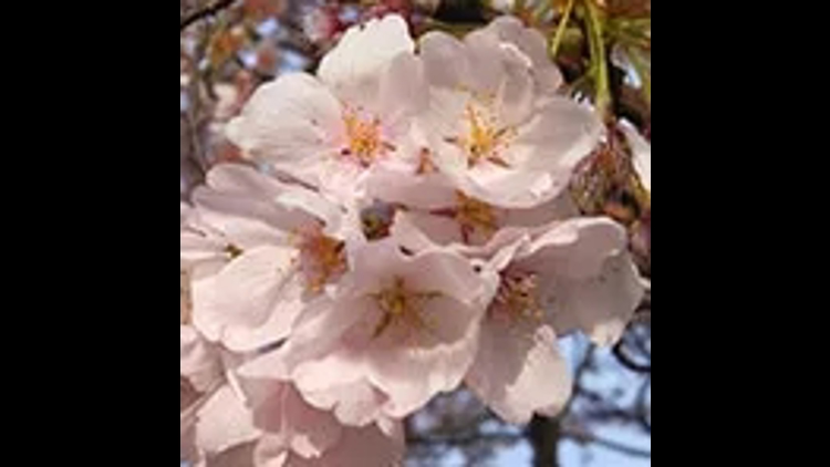 DC cherry blossom watch: Identifying types of trees | wusa9.com