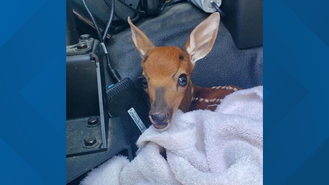 Baby deer rescued by Spotsylvania police deputy | wusa9.com