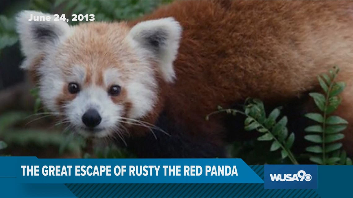 Rusty the Red Panda escapes from National Zoo - June 2013 WUSA9 News ...