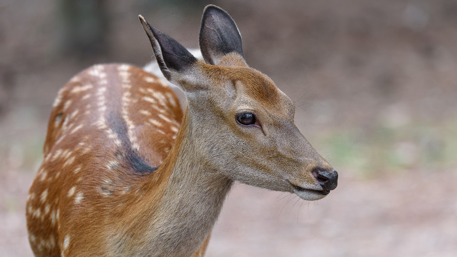 It's deer mating season in Maryland, be careful driving | wusa9.com