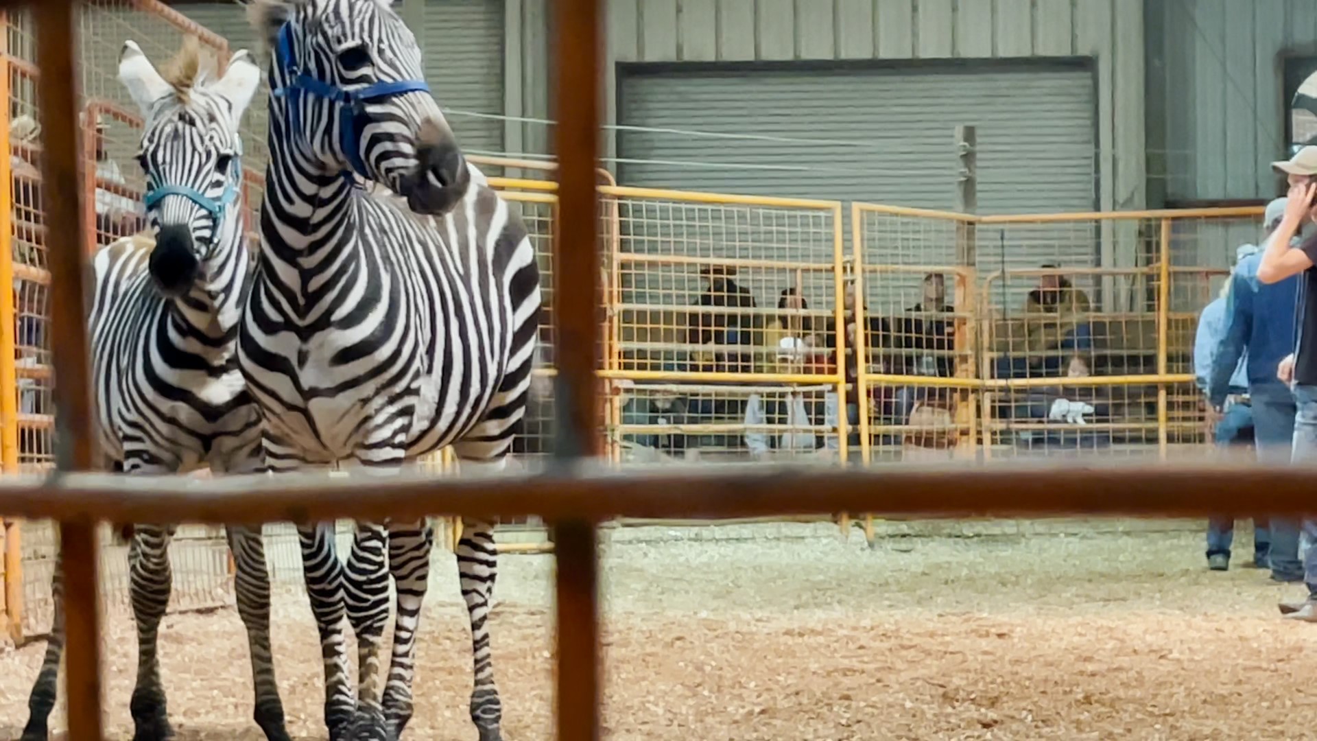 Charged with animal cruelty, Zebra owner auctions off exotics | wusa9.com