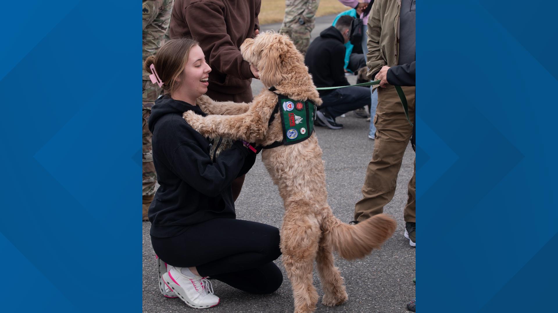 National Guard brings in therapy dogs for deployed troops in DC | wusa9.com