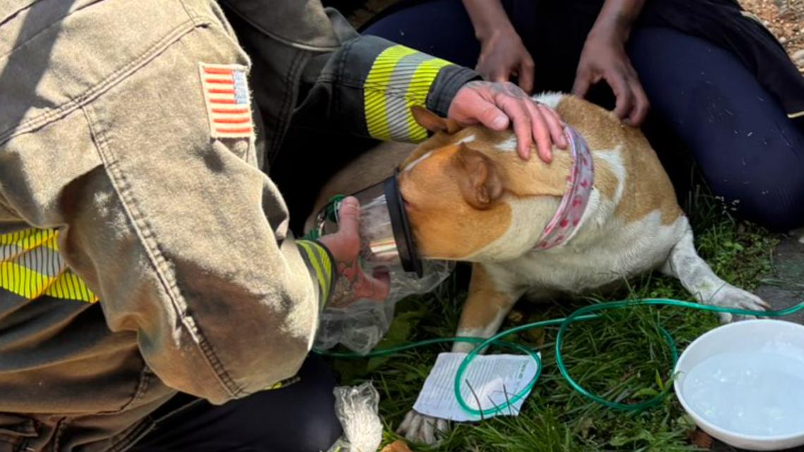 Firefighters save dog from Southeast DC house fire | wusa9.com