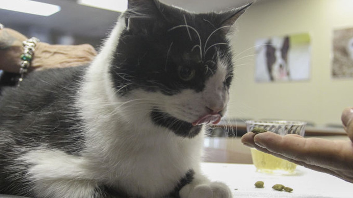 Bart the 'Zombie cat' has a new home, life | wusa9.com