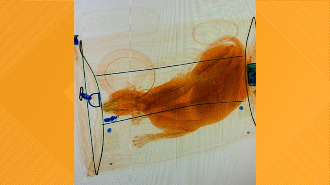 Cat goes through X-ray machine at Norfolk International Airport | wusa9.com