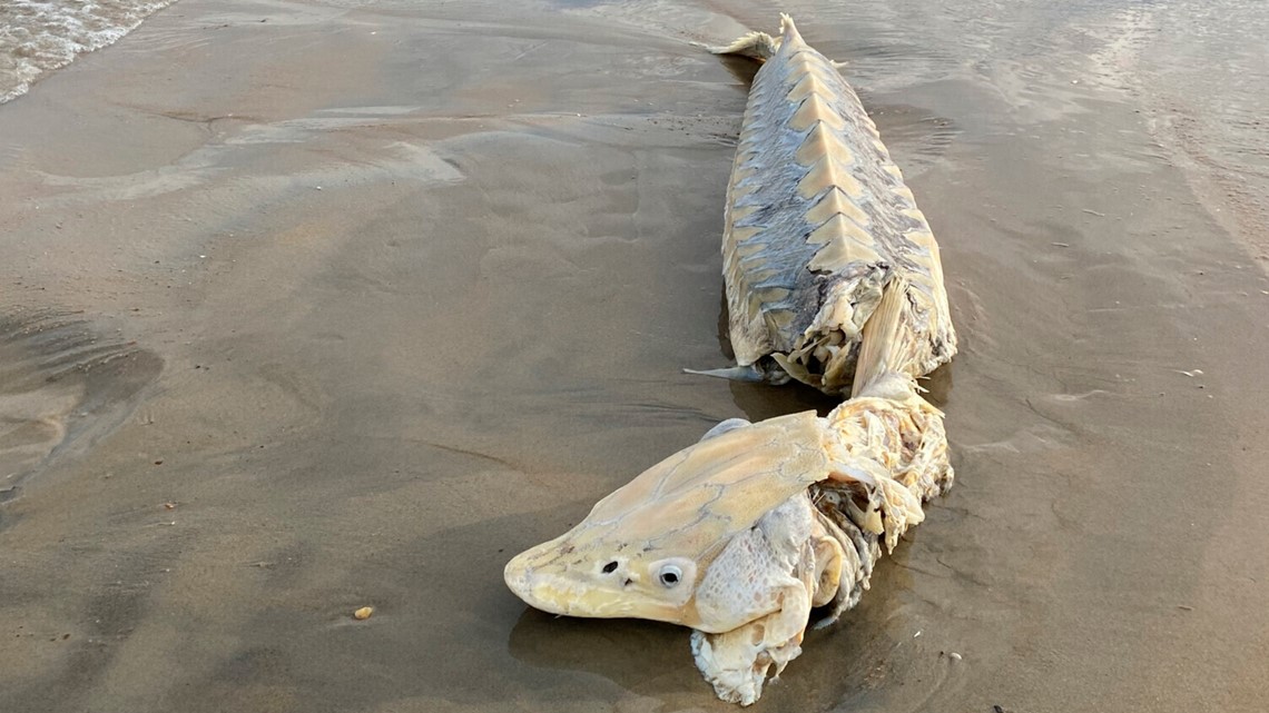 Prehistoric Atlantic sturgeon washes up in Virginia Beach | wusa9.com