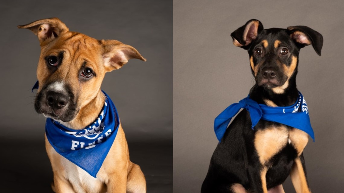 Two Virginia Beach dogs to compete in Discovery's Puppy Bowl | wusa9.com