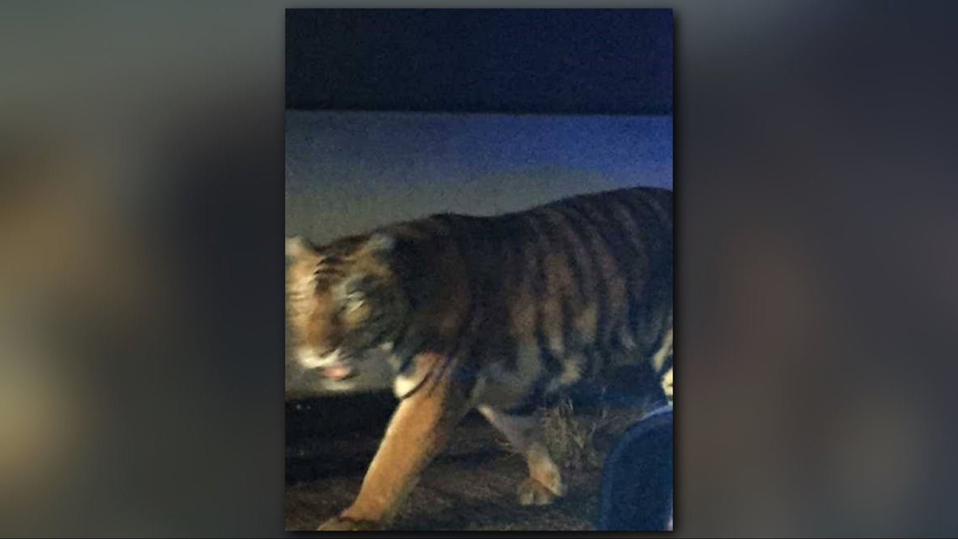 Where did the tiger shot on I-75 come from? We now know | wusa9.com