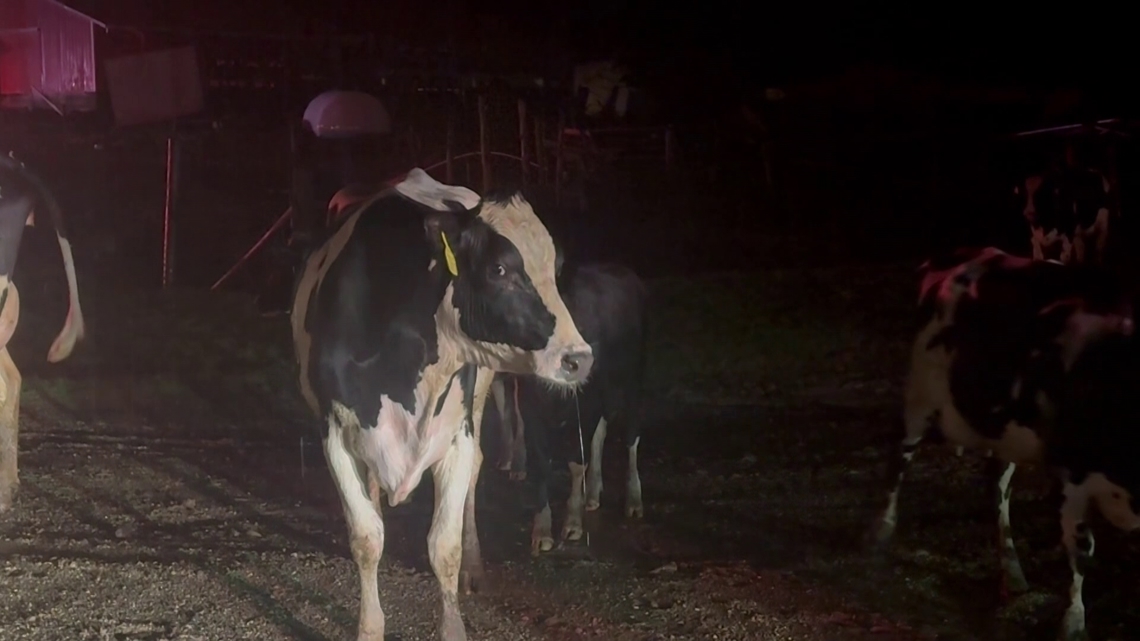 Hundreds of cows loose after tornado hits dairy farm in Michigan ...